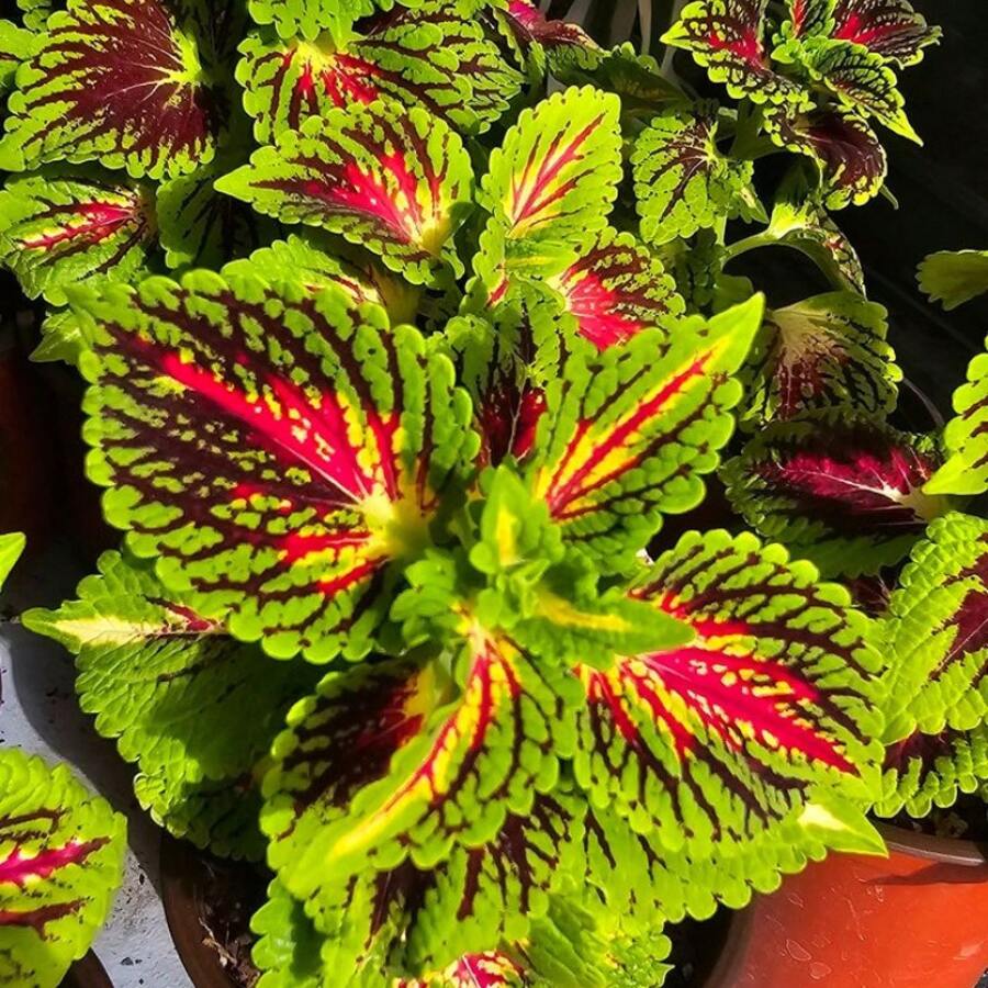 100 Pcs Coleus Seeds Garden Plants Seeds To Grow Perennial Flowers ...