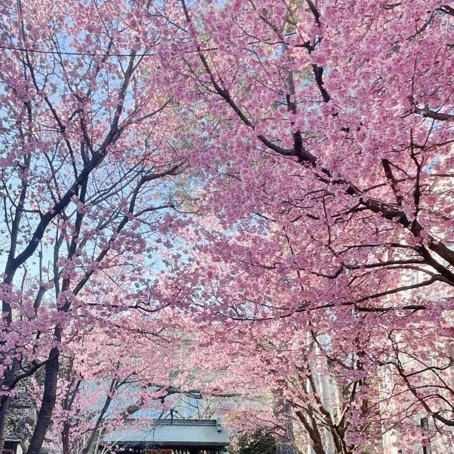 20+Japanese Flowering Cherry Blossom Tree Seeds.Cherry Blossom High ...