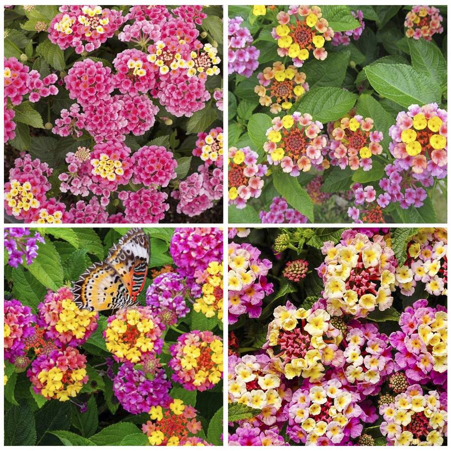 Semi di fiori di lantana per la semina - 200 semi di lantana misti per ...