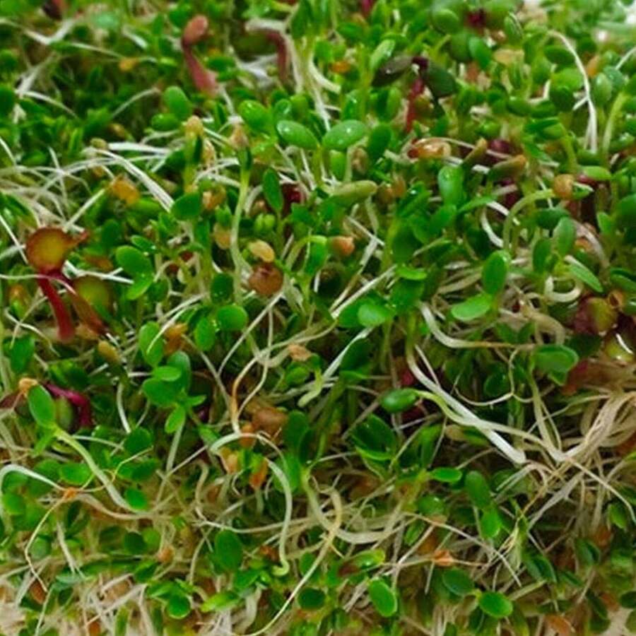 Todd's Seeds Superfood, Beginner's Sprouting Seed Mix For Microgreens ...