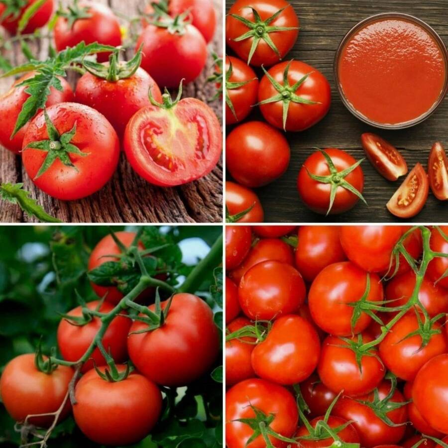 Free Extra 500 Seeds/Sow Right Seeds 120pcs Seed Tomato Seed Planting ...