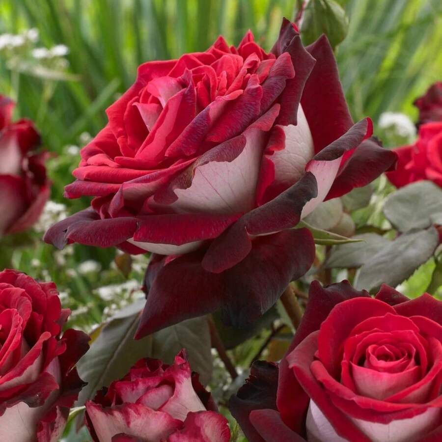 Semi di rosa per la piantagione in terrazza, semi di albero giovane di ...