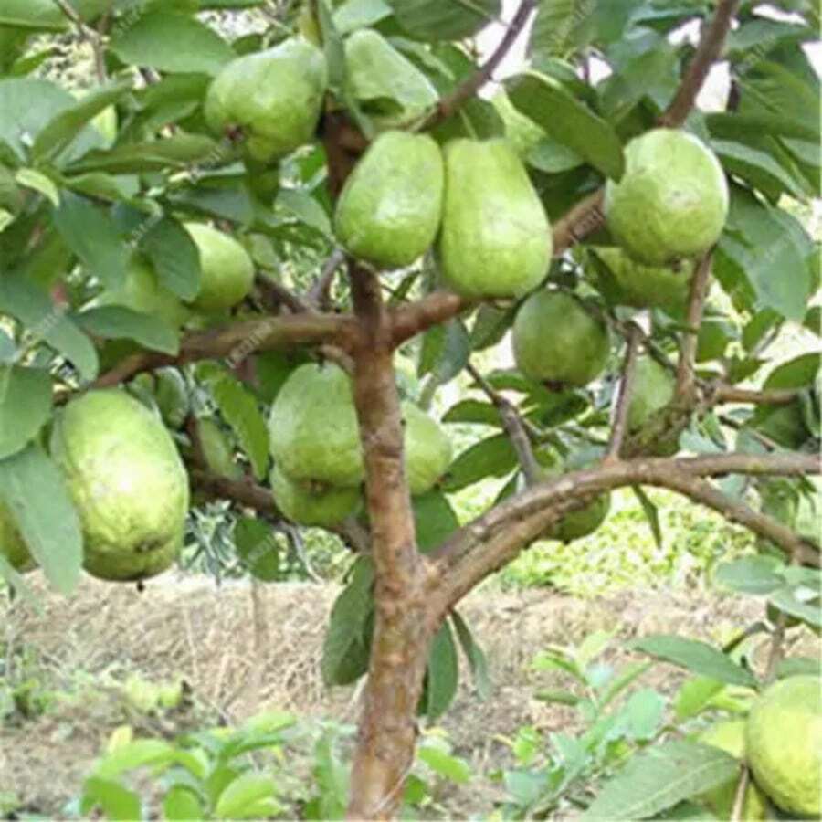 175pcs Dwarf Guava Seeds Guajava Nano Very Sweet For UK European Union ...