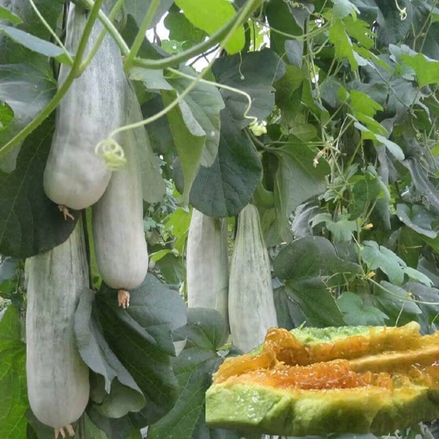 Crown Honeydew Melon Seeds High Yield Extra Large Crown Melon Seeds ...
