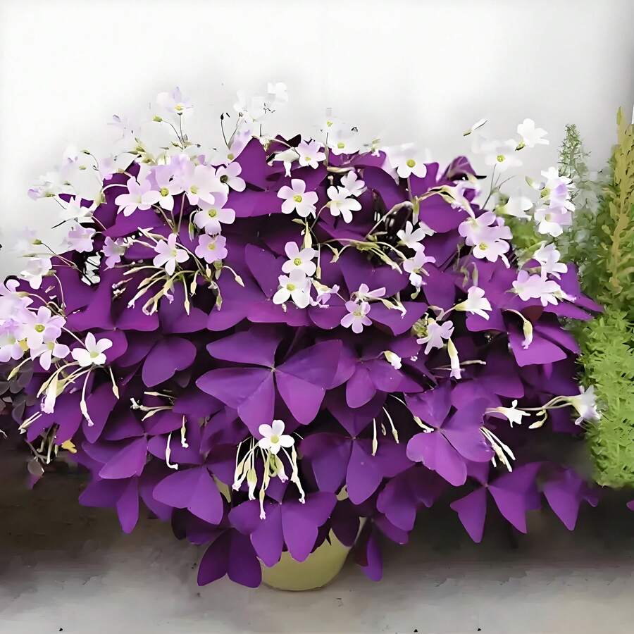 Seeds 10PCS Purple Shamrocks B-Ulbs Good Luck Plant Purple Oxalis Bulbs ...