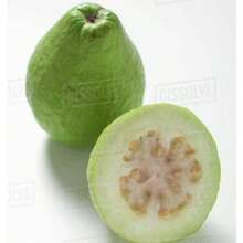 175pcs Dwarf Guava Seeds Guajava Nano Very Sweet For UK European Union ...