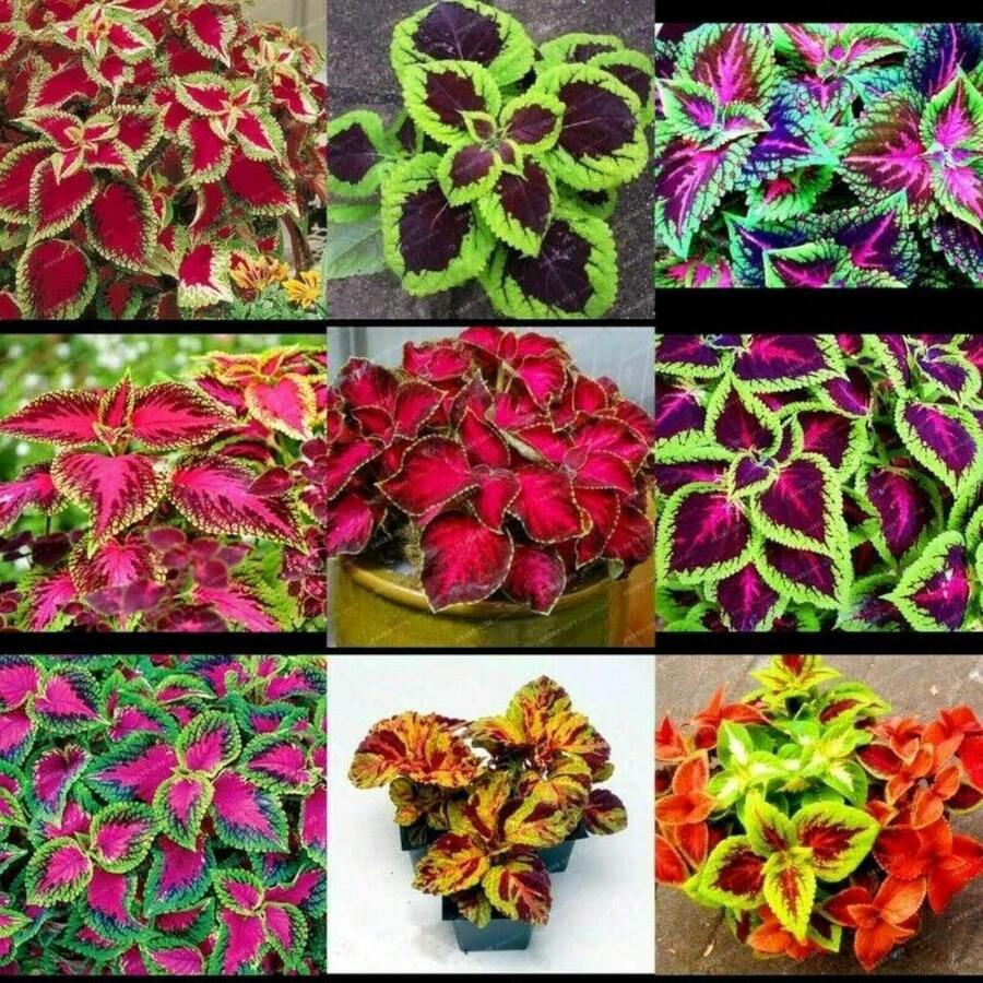 100 Seeds Coleus Wizard Mix Beautiful Flower Plants Coleus Blumei Seeds ...