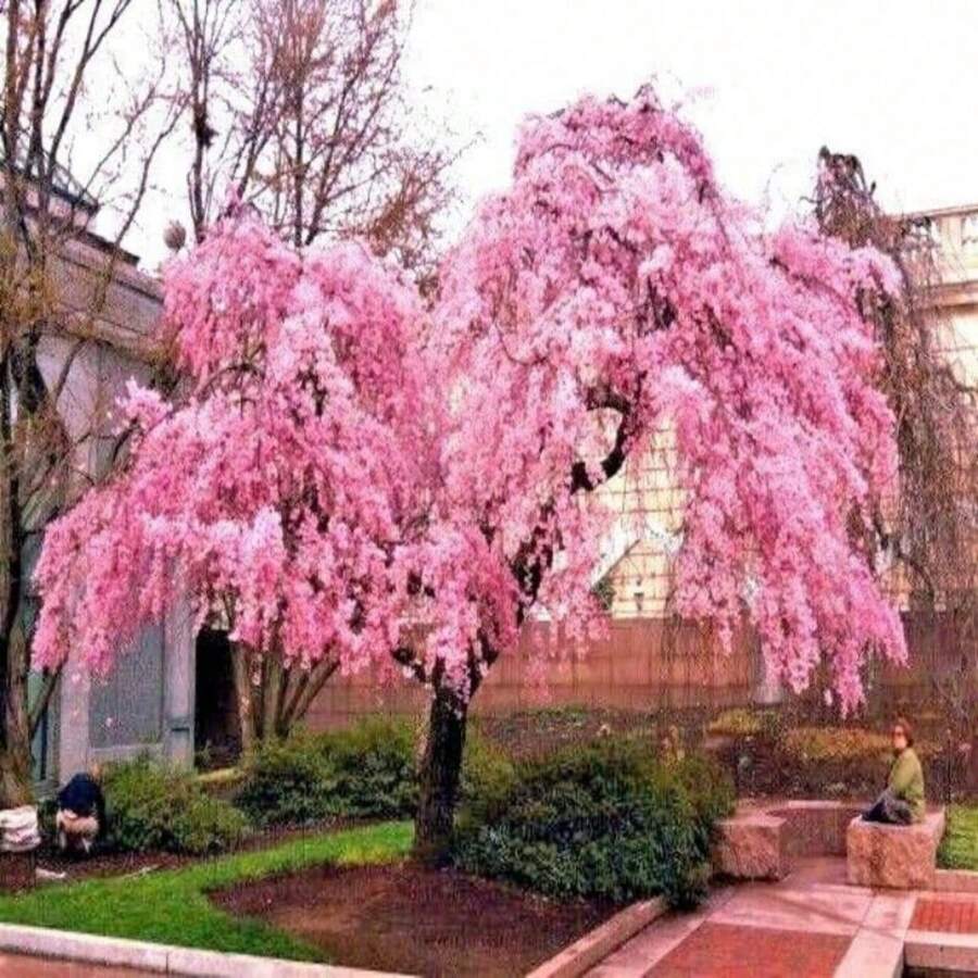 30 GARDEN Japanese Weeping Sakura Cherry Blossom Flower Tree Seeds Cold ...