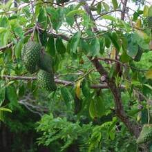 Graines d'arbre à fruit de corossol - Plante de papaye - Guanabana ...