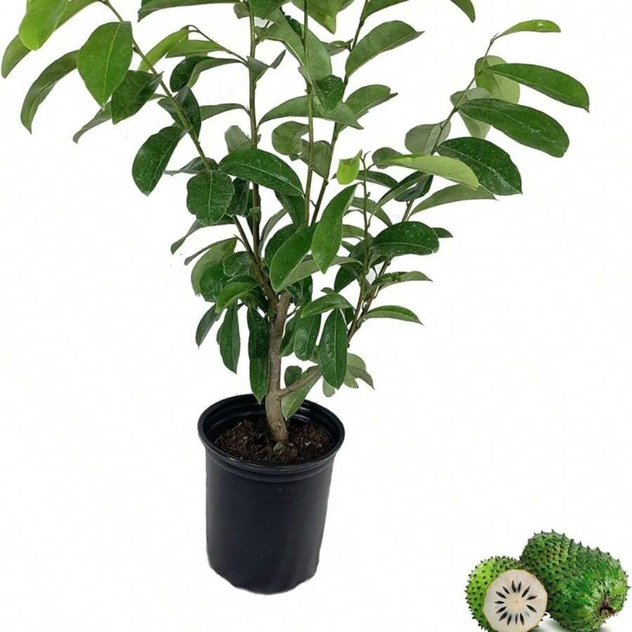 Soursop Tree - Pawpaw Plant - Guanabana - Soursop Fruit Tree Seeds For Planting - Annona ...