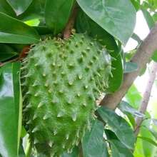 Graines d'arbre à fruit de corossol - Plante de papaye - Guanabana ...