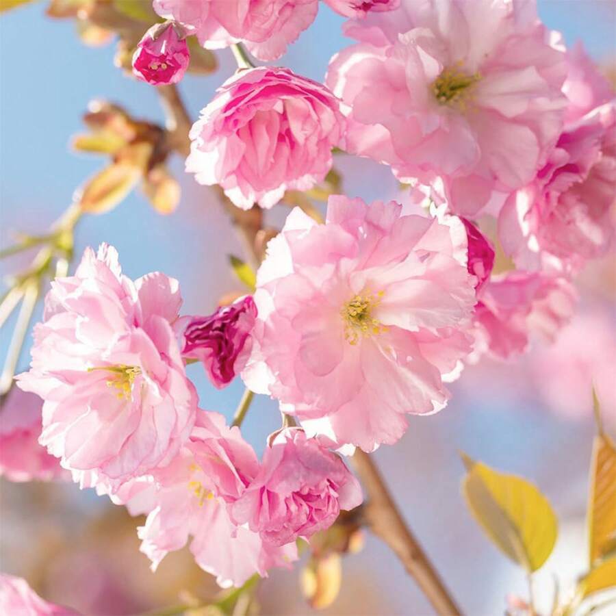 50pcs Rare Double Pink Cherry Blossom Tree Heirloom Garden Seeds For ...