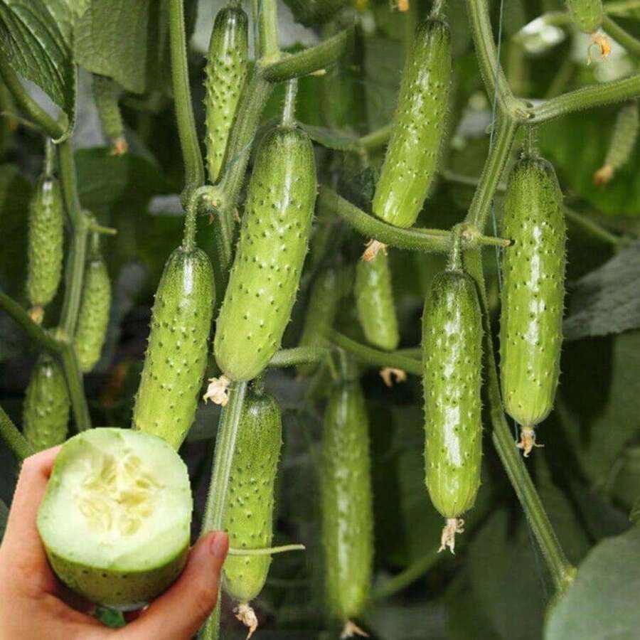 Gift 500Pcs 30 Pcs Seeds Fruit Cucumber Early Vegetable Giant Organic ...