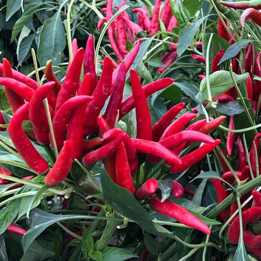Little Red Pepper Seeds, Vegetable Seeds | SHEIN USA
