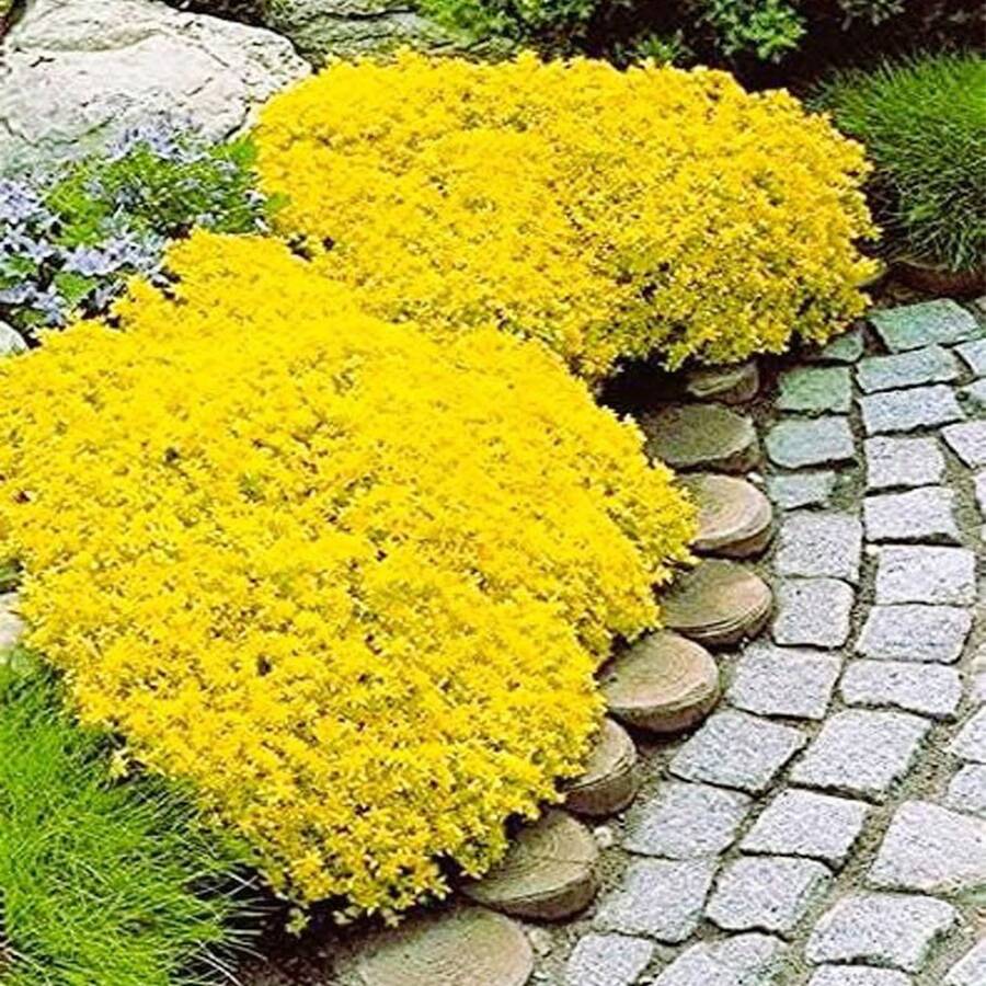 1000 Magic Perennial Creeping Thyme Seeds For Planting-Thymus Serpyllum ...
