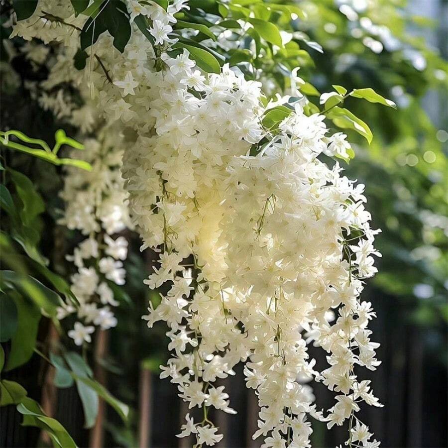 Seeds Of Jasmine Plants That Bloom At Night - Use Lady Of The Night ...