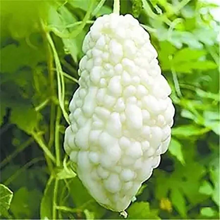 Free Extra 500 Seeds/GARDEN 100pcs Seed White Bitter Gourd - Bitter ...