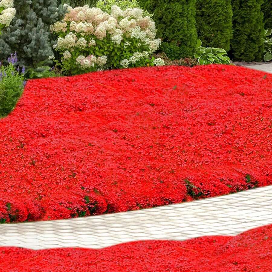 1000 Semi di Timo Strisciante Rosso, piante coprisuolo per esterno, per prati e paesaggistica ...