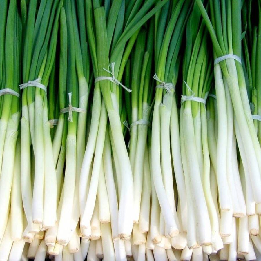 Free Extra 500 Seeds/Seeds Four Season Scallion Seedlings, Scallion ...