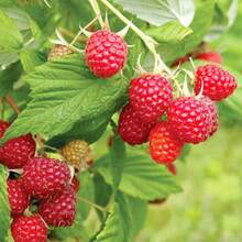 200+ Red Raspberry Seeds For PlantingHeirloom Non-GMO Fruit Seeds for ...