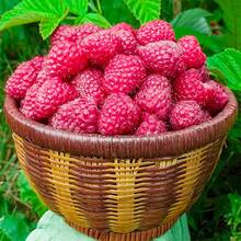 200+ Red Raspberry Seeds For PlantingHeirloom Non-GMO Fruit Seeds for ...