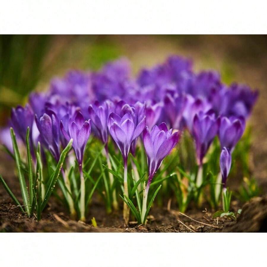Vegetable Cultivation 15 Saffron Bulbs, Crocus Sativus, Saffron ...