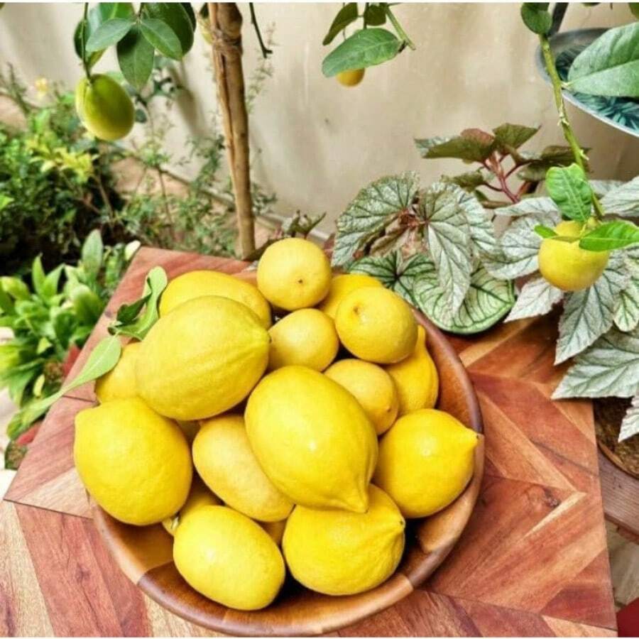 Vegetable Planting 20Pcs Dwarf Lemon Tree Seeds For Planting Non-GMO Heirloom Fruits Seeds ...