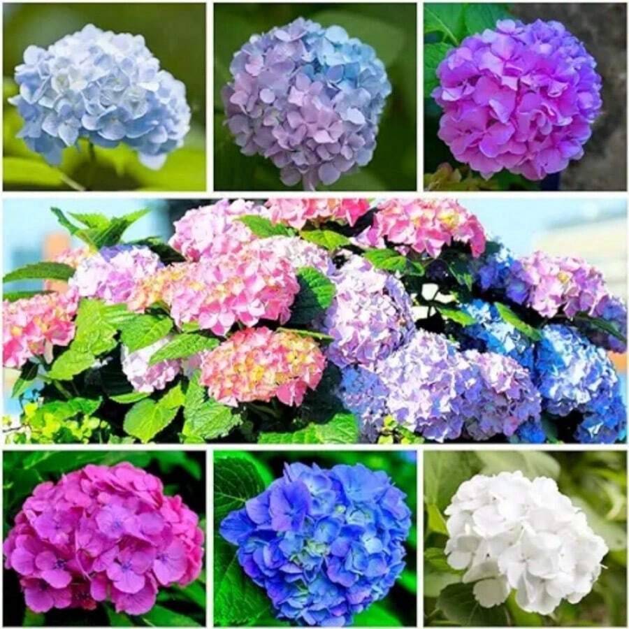 Rare Plant Seeds 70 Hydrangea Flower Seeds For Planting | Mode en ligne ...