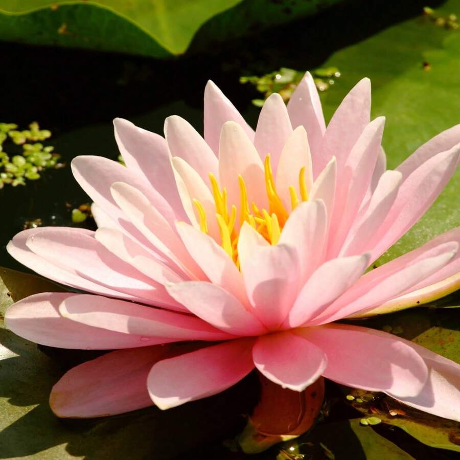 40 Live Aquatic Hardy Water Lilies, Already Planted And Rooted, Hardy Water Lilies, Suitable For ...