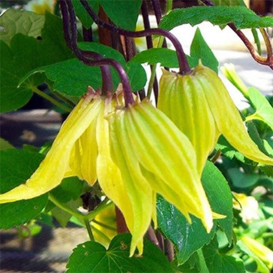 20 Seeds Clematis Clematis Tangutica) Seeds Perennial | SHEIN