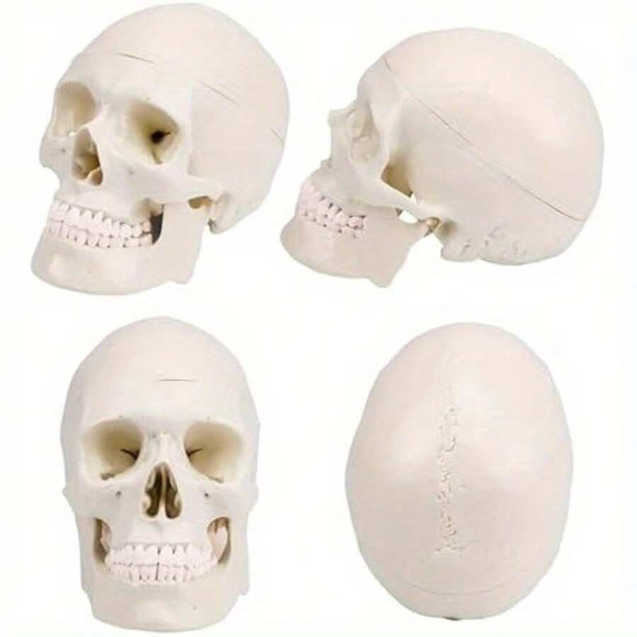 Local Warehouse- Smooth Molding, Educational Tool, Biology Teachers ...