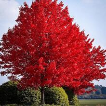 35 Pieces Of Red Maple Tree Seeds For Outdoor Construction - Family Red ...