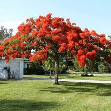 35 Pieces Of Red Maple Tree Seeds For Outdoor Construction - Family Red ...