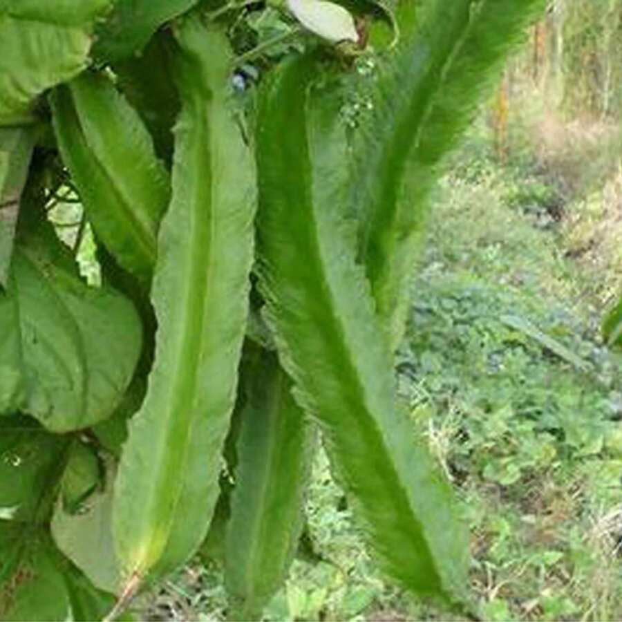 200 Pcs/Bag Winged Bean Seeds I | SHEIN USA