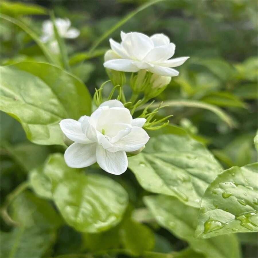200pcs Night Blooming Jasmine Plant Seeds, Lady Of The Night, Night ...