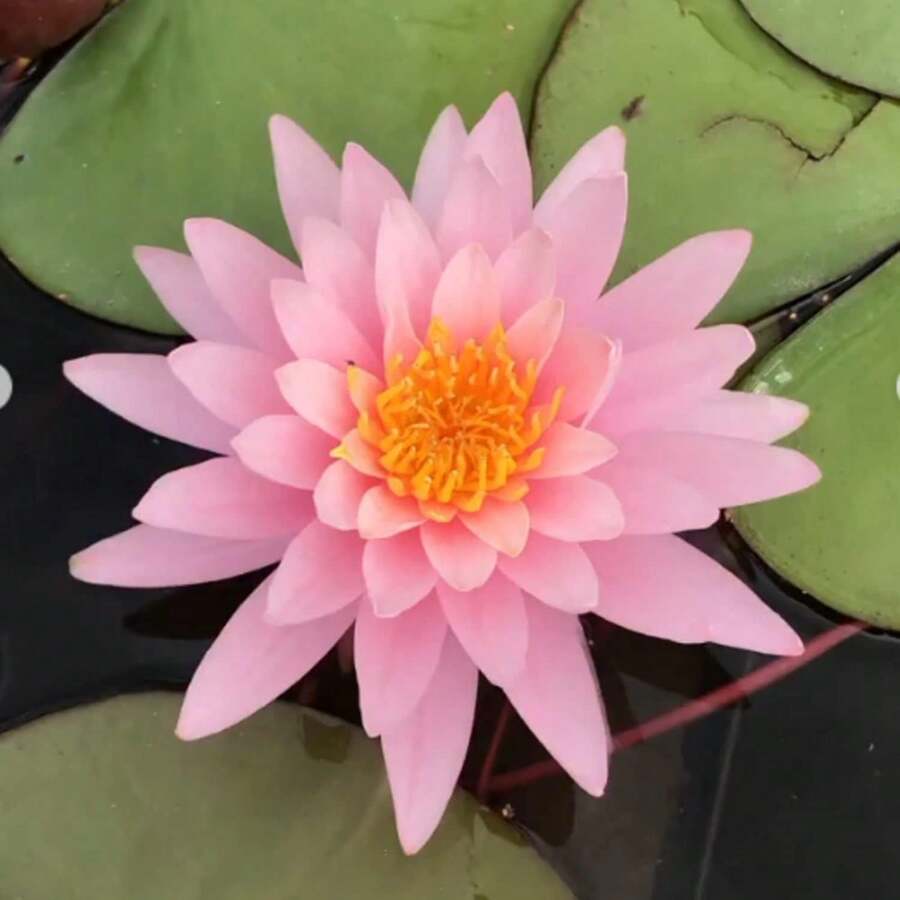 Aquatic Hardy Water Lily Seeds Hardy Water Lily Lotus Seeds For Your Pond Or Patio Water Garden ...
