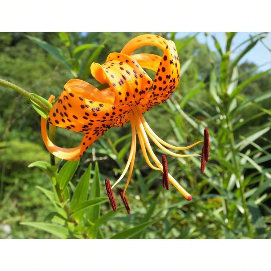 99 SEMILLAS DE FLOR DE LILIO HÍBRIDAS OCIDENTALES TIGRE LEOPARDO LIMÓN ...