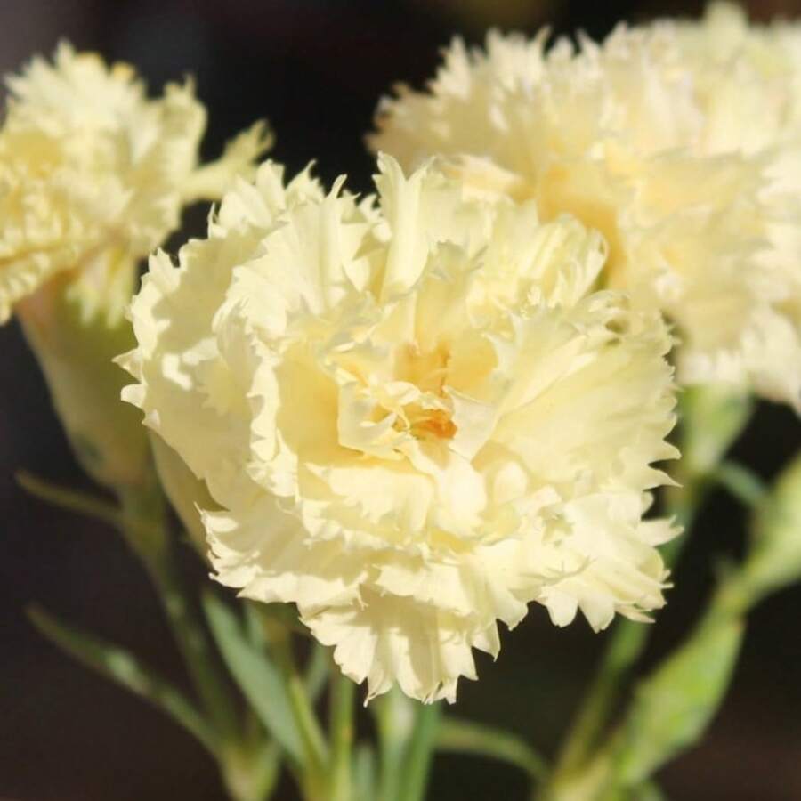 100 Marie Chabaud Yellow French Carnation Seeds | SHEIN USA