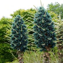 240 Pieces Of Rare Sapphire Tower Plant Seeds (Puya Alpestris) Rare And ...