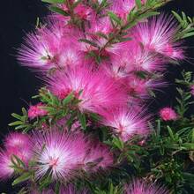 New Mimosa Silk Tree Seeds For Planting-Albizia Julibrissin-100Seeds ...