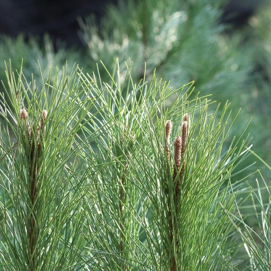 Italian Stone Pine Tree Se.Eds -100+ Grow Your Own Pine Nuts With ...