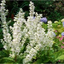 Salvia Sclarea Vatican White Clary Sage, Hardy Perennial - 10 Sementes ...