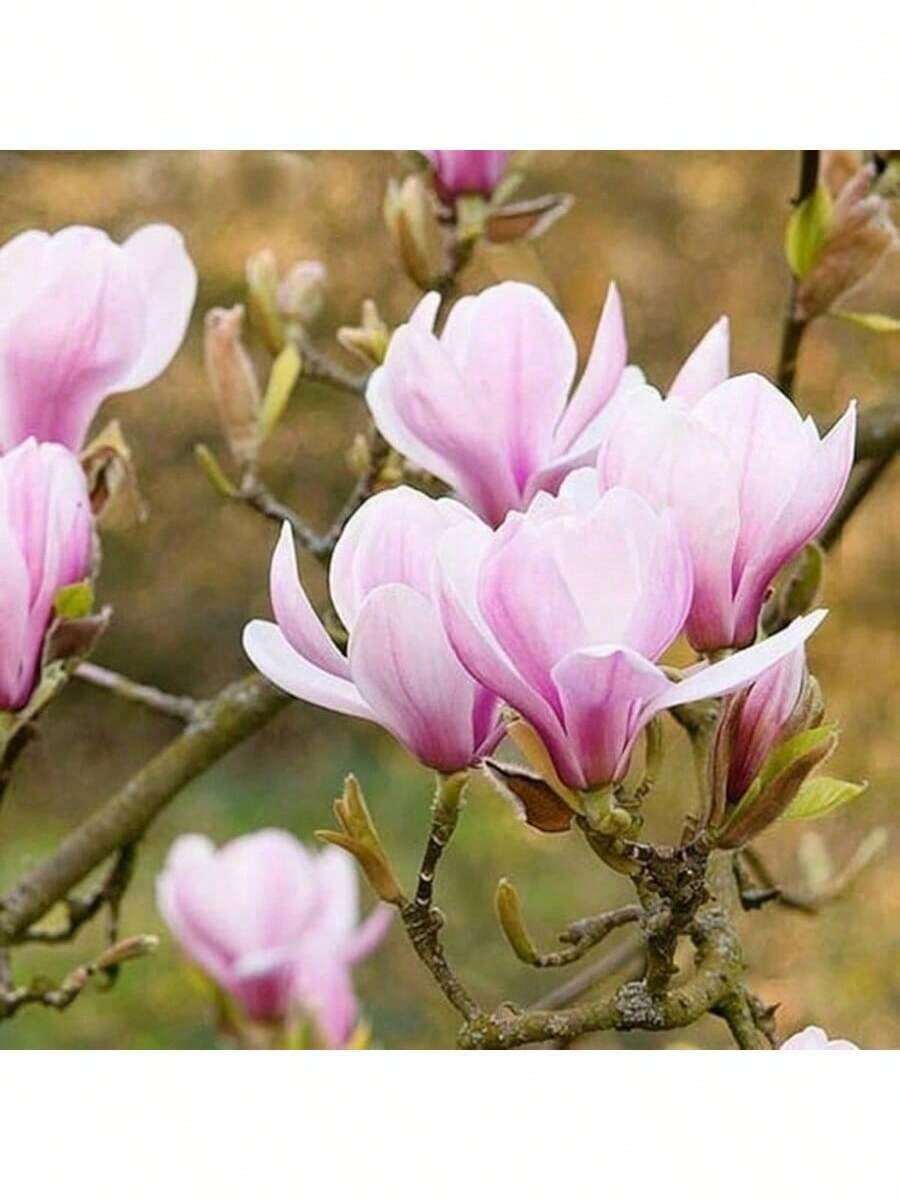 Magnolia Tree Heirloom - Deciduous Plant, Suitable For Balconies ...