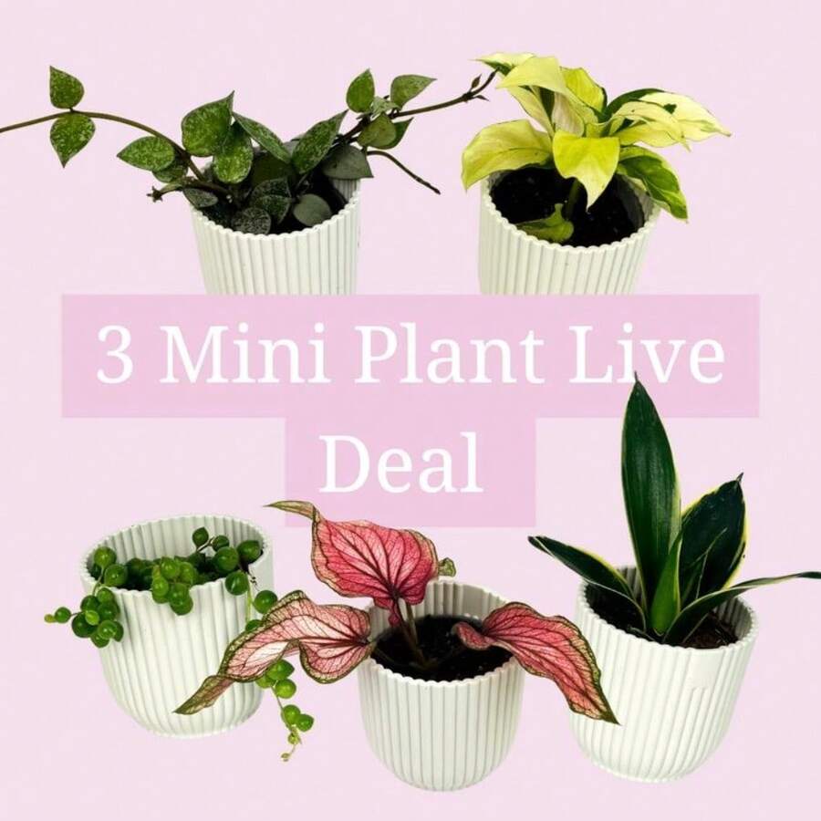 3 Mini Plants Live | SHEIN USA