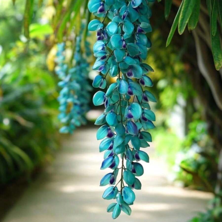 Blue Turquoise Exotic Jade Vine Strongylodon Macrobotrys Emerald ...