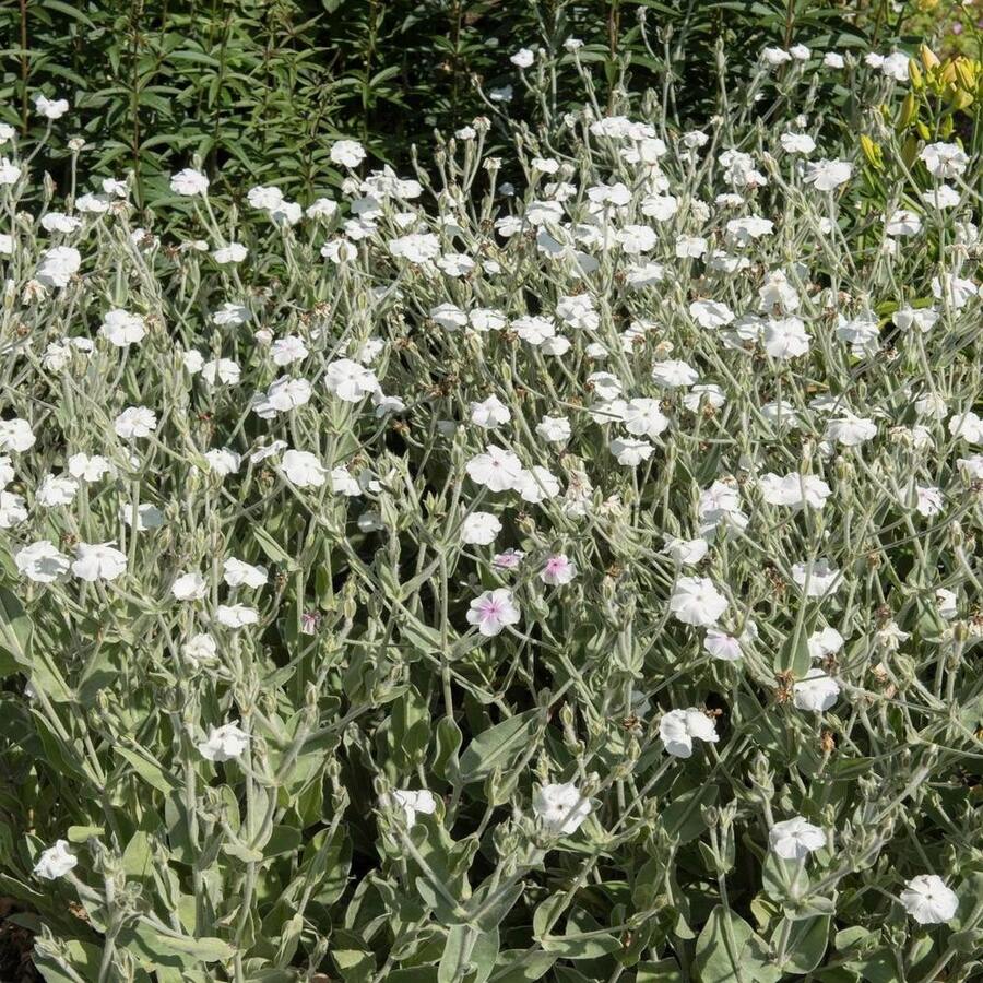 50 WHITE LYCHNIS Coronaria Alba (White Rose Campion / Evening Lychnis ...