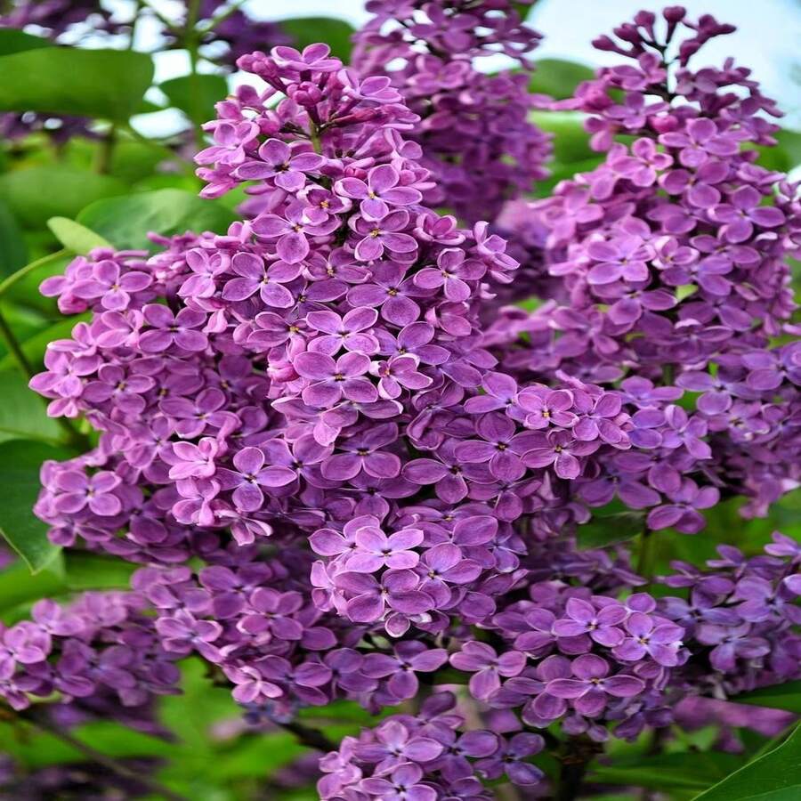 25 FRENCH / Old FASHIONED LILAC Syringa Vulgaris Flower Shrub Bush ...