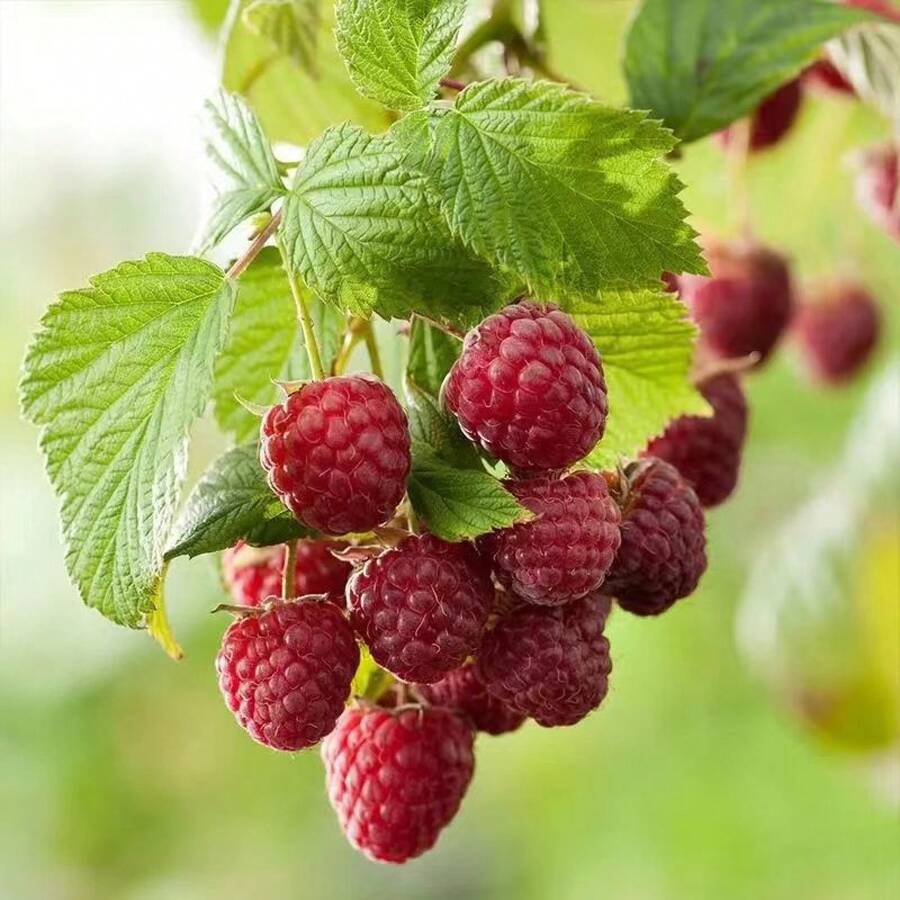 Winter-Resistant Red Raspberry Seeds, Frost-Resistant Raspberry Seeds ...