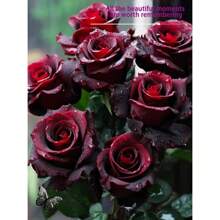 100 Discount On Rare Black And Red Rose Seeds For Planting - Exotic ...