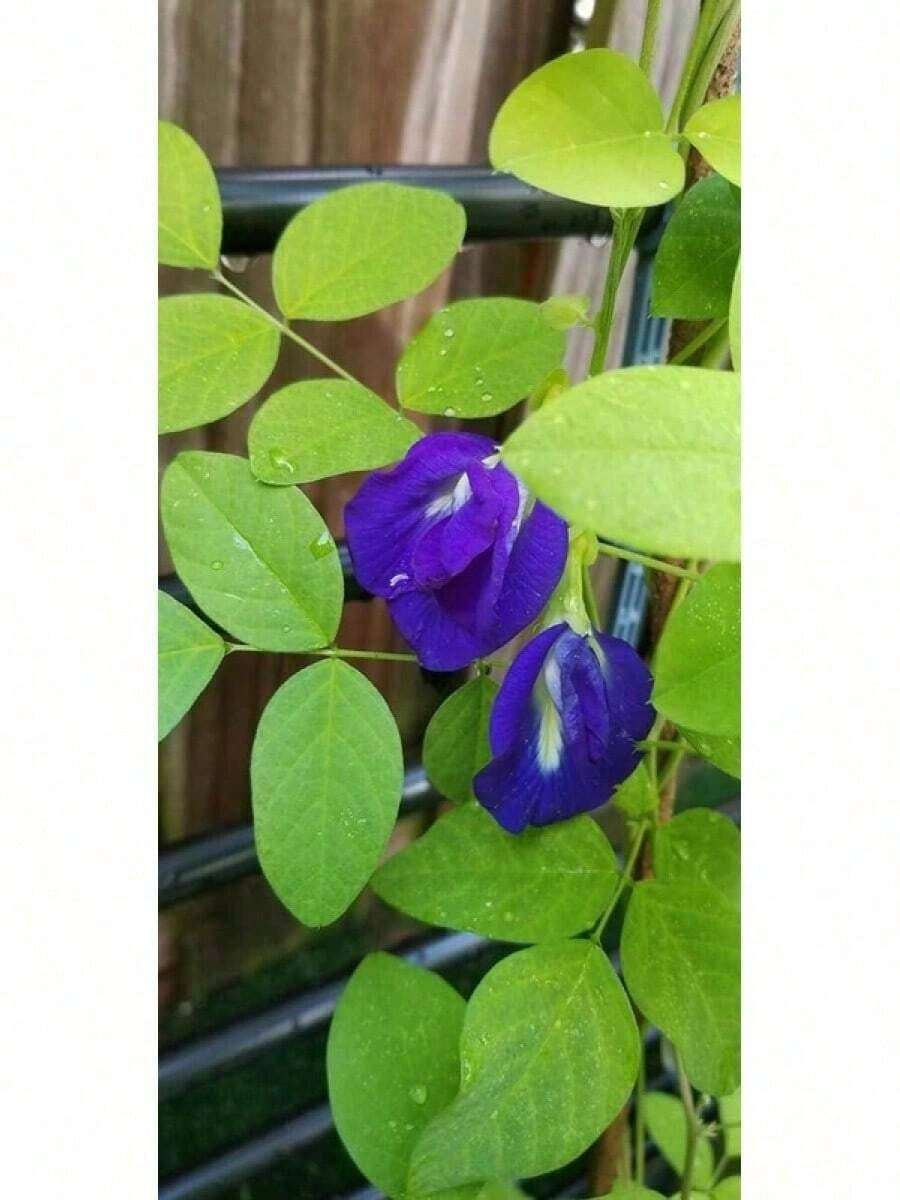 10 Blue Butterfly Pea Seeds, Clitoria Ternatea Sangu Pushpam ...